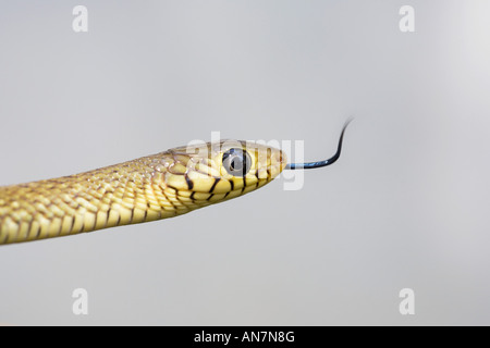 Reptiles , Snakes , Indian , Rat Snake hatching , Ptyas mucosa ...