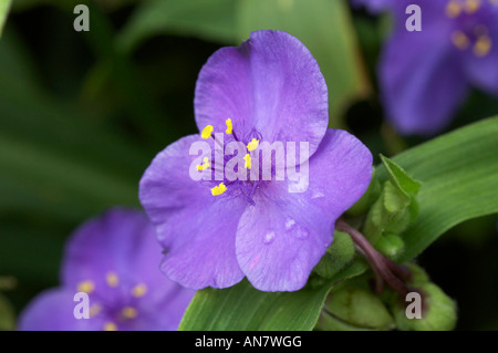 Tradescantia andersoniana `Leonora` Stock Photo - Alamy