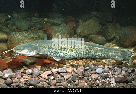 European catfish, wels, sheatfish, wels catfish (Silurus glanis ...