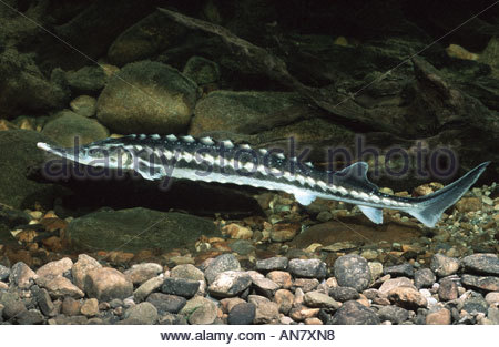 starry sturgeon, stellate sturgeon, sevruga (Acipenser stellatus Stock ...