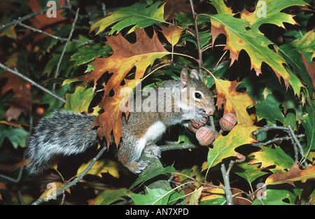 American Gray Squirrel Stock Photo - Alamy