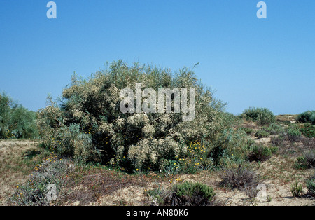 Genista monosperma, White broom flowers on stems against a white ...