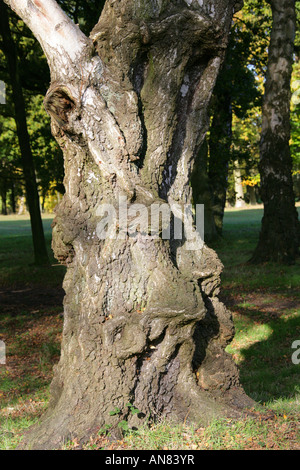 The gnarled bark and trunk of a tree which looks, from this angle, like ...
