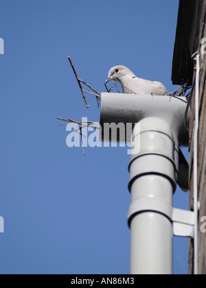 nesting collared dove Stock Photo - Alamy