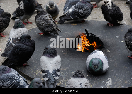 Pigeons warming themselves up at an open fire pit on Daley Plaza on a ...