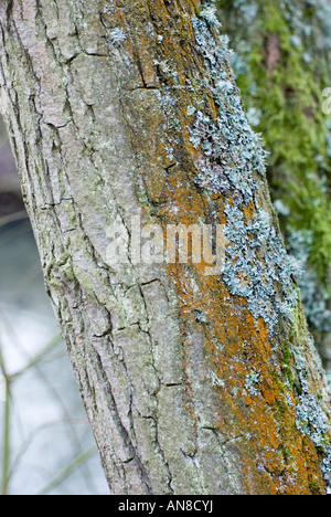 moss growing on the North Side of a tree Stock Photo - Alamy