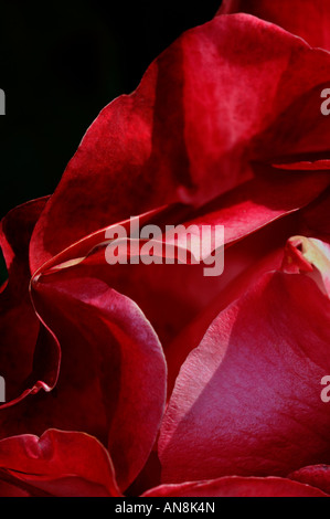Closeup Of Boule-De Eige Rose Petals Stock Photo - Alamy