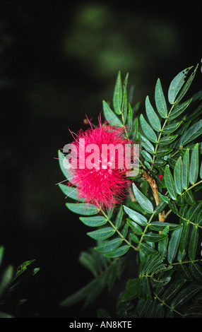Calliandra Haematocephala also known as Red Powder Puff Stock Photo - Alamy