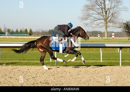Thoroughbred horse and exercise jockey at the Keeneland horse racing ...