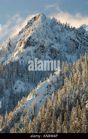 Beautiful winter forest with snowy trees and white road. А lot of thin ...
