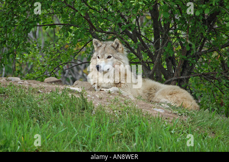 A watching timber wolf Stock Photo - Alamy