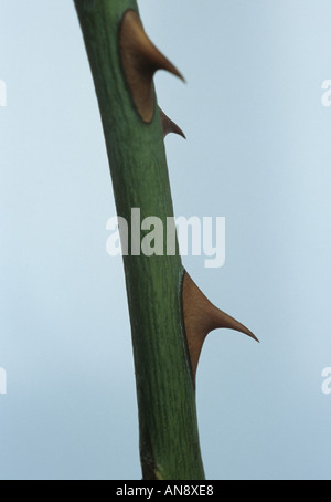Rose Thorn Close up on a yellow background Stock Photo - Alamy
