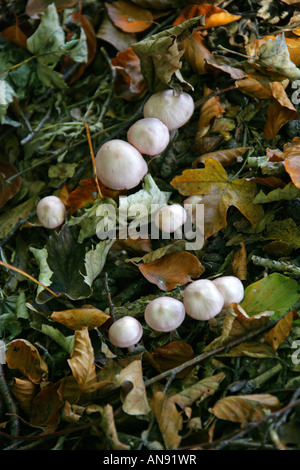 A Lilac fibrecap toadstool, Inocybe geophylla var. lilacina, showing ...
