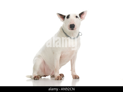 eating English Bull Terrier Stock Photo - Alamy