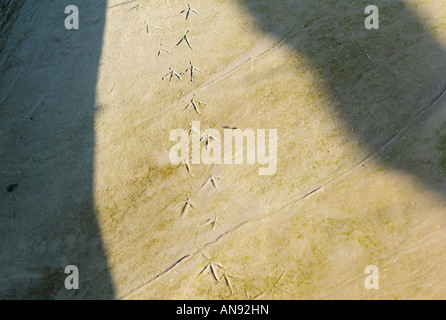 Forms of bird's feet Stock Photo: 81240500 - Alamy