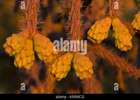 Close up of a cholla cactus with fruiting branches, Cylindropuntia ...