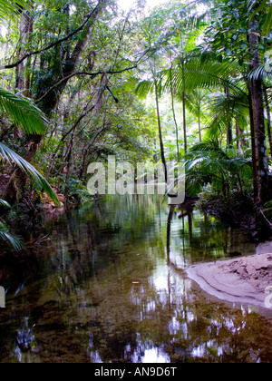 Tropical rainforest in Daintree River National Park in Queensland ...