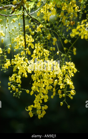 KANIKONNA (CASSIA FISTULA), RELATED TO VISHU, OFFICIAL FLOWER OF KERALA ...