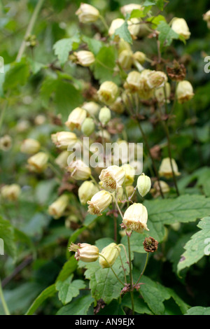 Clematis Lemon Bells Stock Photo - Alamy