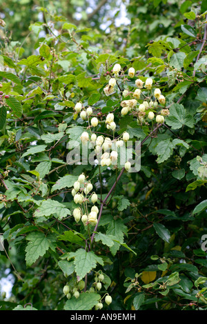 Clematis Lemon Bells Stock Photo - Alamy