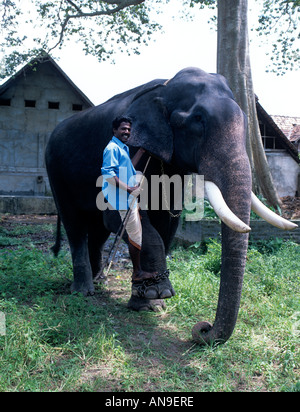 A TAMED ELEPHANT KERALA Stock Photo - Alamy