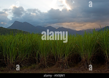 Sugar cane paddock with Mount Demi in the background Queensland ...