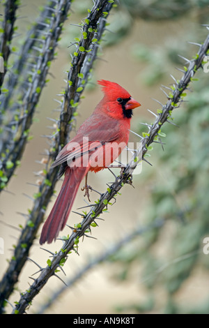 Male Northern Cardinal (Cardinalidae) perched in a tree in Toronto ...