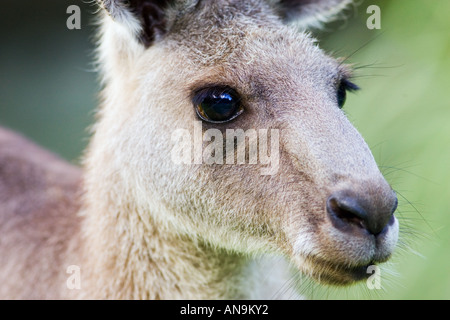 Male Common Wallaroo (Macropus robustus), NSW, Australia Stock Photo ...