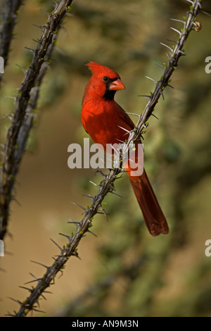 Male Northern Cardinal perched on bare tree limb in snowstorm Stock ...