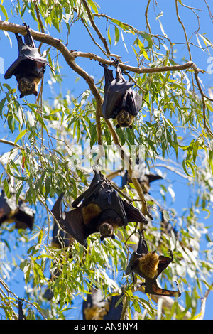 Spectacled Fruit Bat - daytime roost along riverPteropus conspicillatus ...
