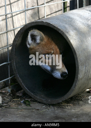 Fox peering out from a pipe half-hidden Stock Photo - Alamy