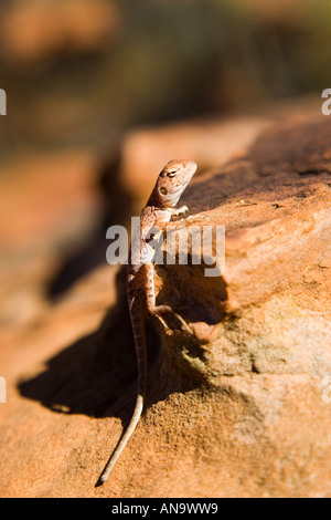 Ring-tailed dragon (Ctenophorus caudicinctus) Karijini National Park ...