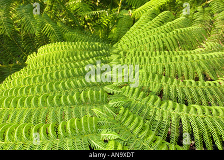 big huge green giant fern SAMOA ISLANDS South southsea sea Pacific wild ...