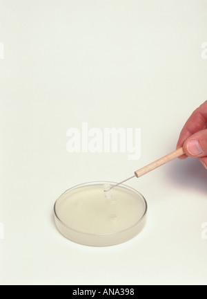 cutting a well in a sterile starch agar plate using a sterilised cork ...
