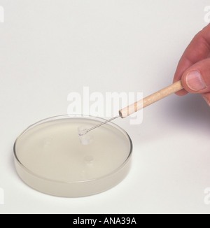 a plug is removed from sterile starch agar plate after cutting with a ...