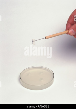 cutting a well in a sterile starch agar plate using a sterilised cork ...
