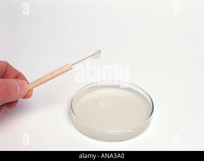 cutting a well in a sterile starch agar plate using a sterilised cork ...