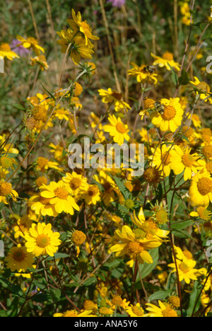 Showy Goldeneye (Viguiera multiflora) (Heliomeris multiflora) aka False ...