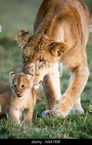 Lioness picking up a Cub Stock Photo - Alamy