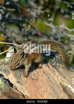 Uinta chipmunk (Tamias umbrinus, Neotamias umbrinus), peering from ...