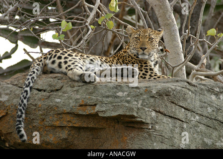 Leopard lying on rocky ledge looking back Stock Photo - Alamy