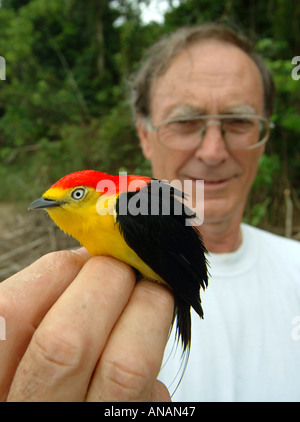Wire-tailed Manakin (Pipra filicaudata Stock Photo - Alamy