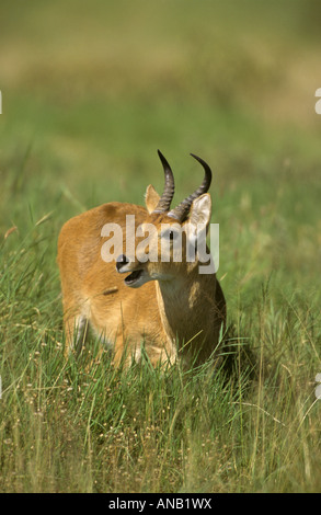 Bohor reedbuck (Redunca redunca) male standing in a swamp area in Masai ...