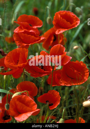Poppys near Wieliczka Poland Stock Photo - Alamy