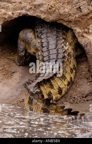 Nile crocodile entering a cave excavated in the banks of a riverbed to ...