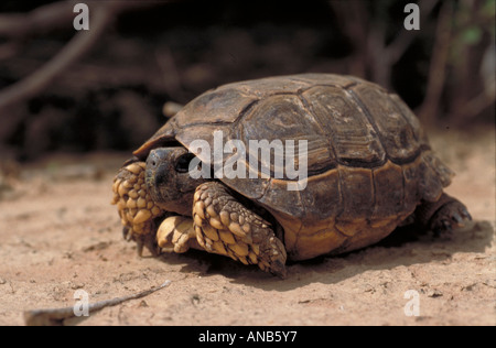 Chaco tortoise (Geochelone chilensis), Gran Chaco, Paraguay Stock Photo ...