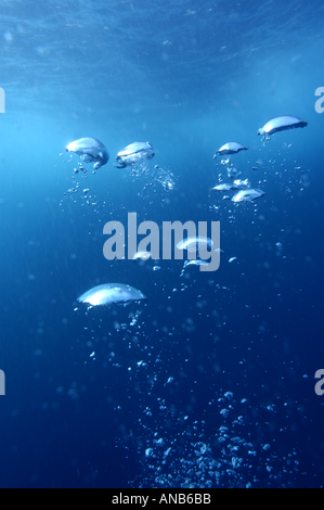 Bubbles rising to the surface in water. A rush of air bubbles surfacing ...