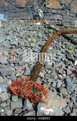 Rope washed up on a beach Stock Photo - Alamy