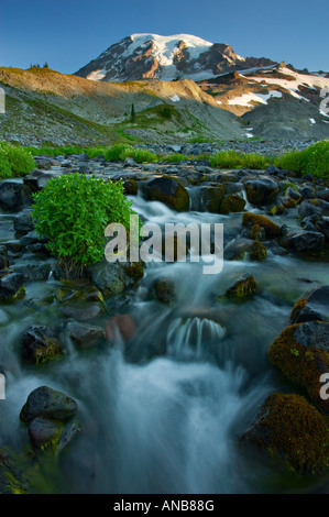 Mt Rainier and summer stream at sunrise Stock Photo - Alamy