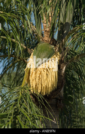 Brazilian palm tree Stock Photo - Alamy